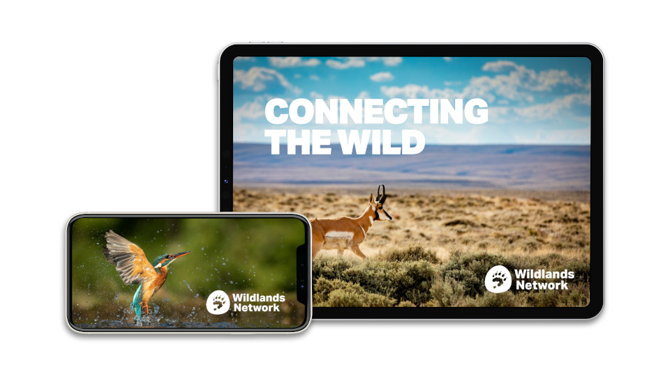 Dalton Maag | Wildlands Network